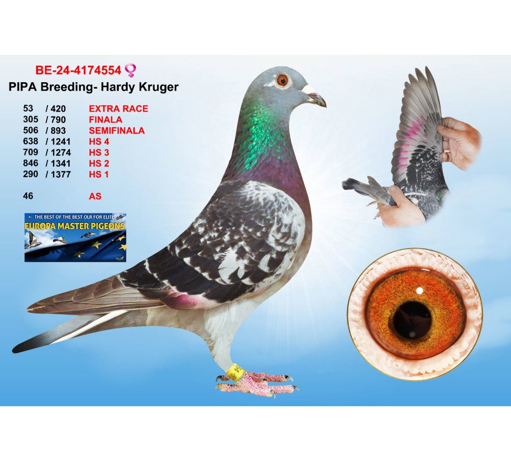 (♀️) 53th place - BE-24-4174554 - PIPA BREEDING - HARDY KRUGER